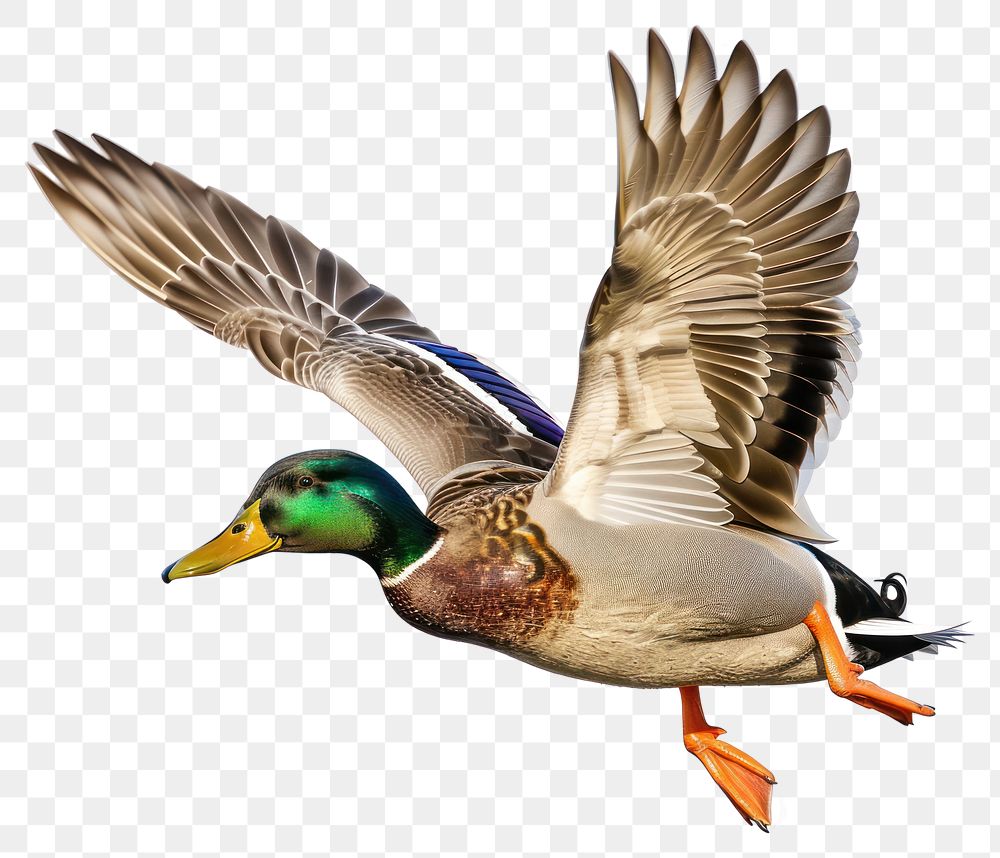 PNG Colorful duck in flight | Premium PNG - rawpixel