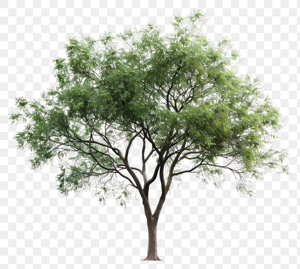 Tree Elevation PNG Images | Free Photos, PNG Stickers, Wallpapers ...