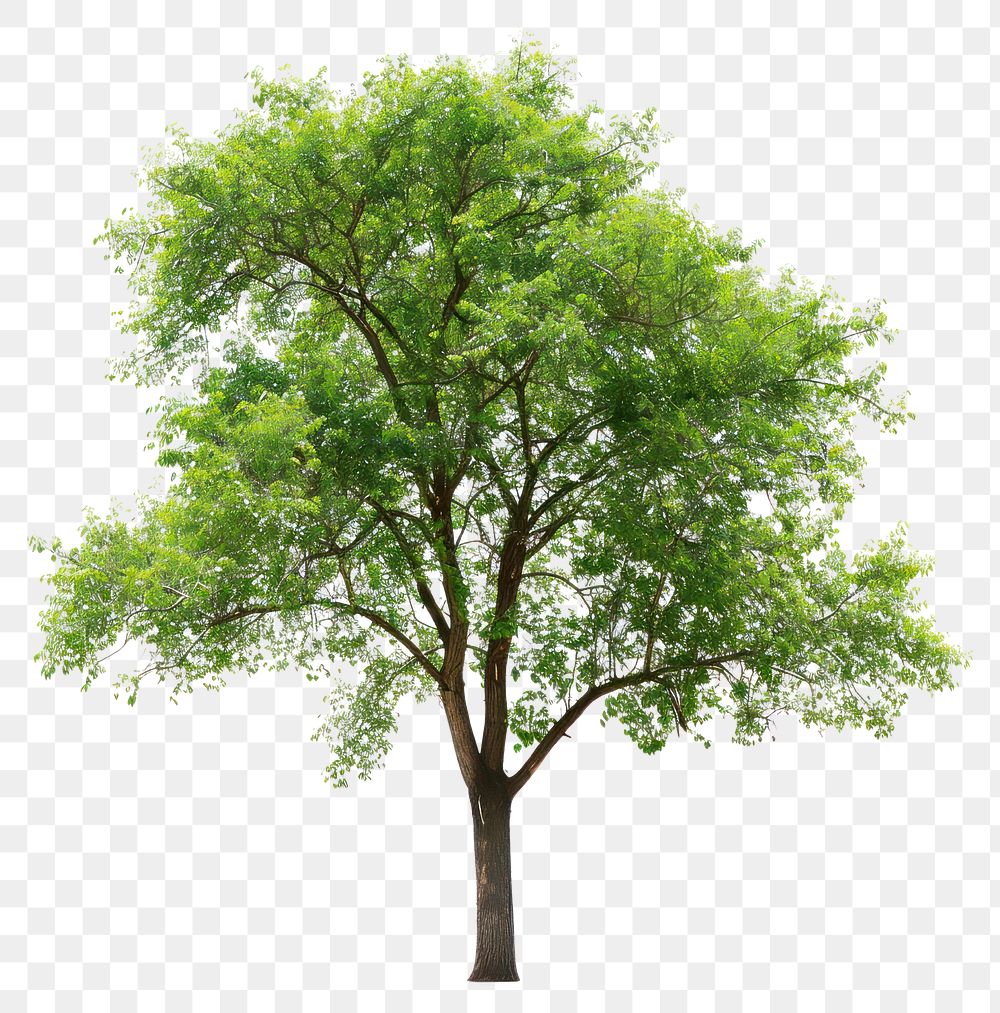 PNG Lush green tree white | Premium PNG - rawpixel