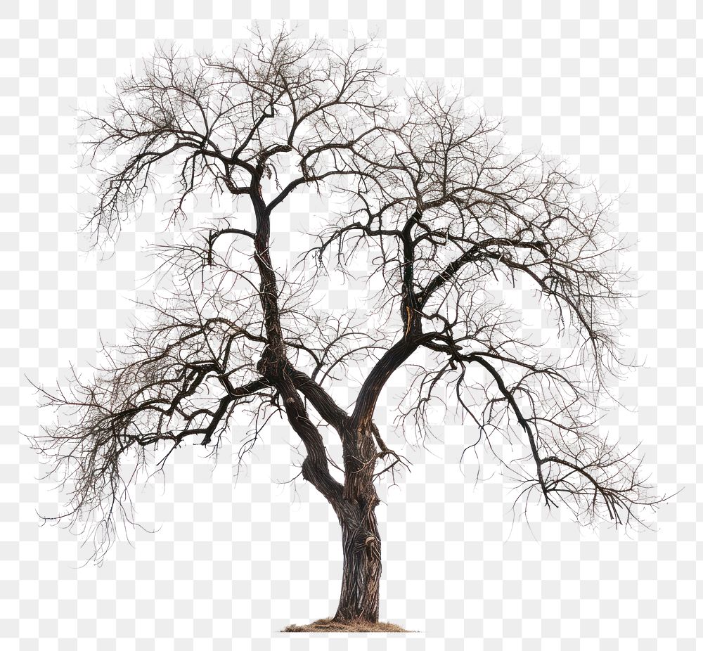 PNG Leafless tree isolated white | Premium PNG - rawpixel
