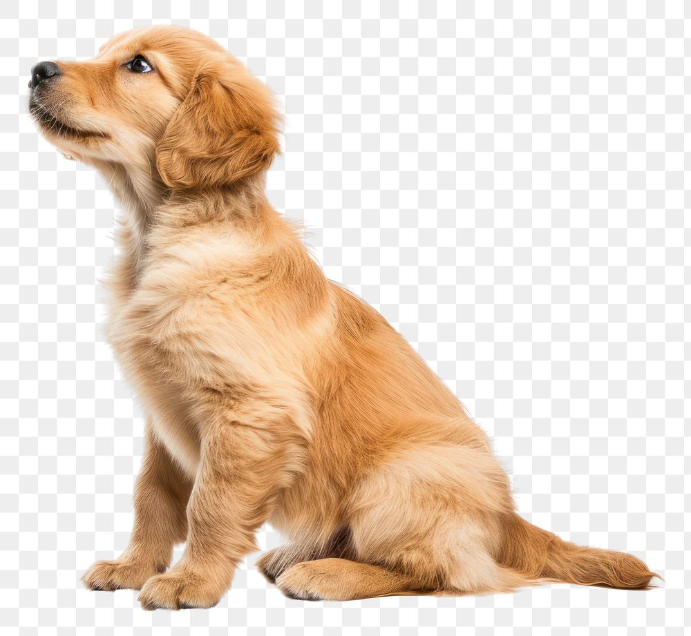 Sitting Dog Side View Images | Free Photos, PNG Stickers, Wallpapers ...
