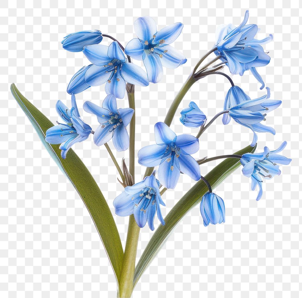 PNG Delicate blue spring flowers | Premium PNG - rawpixel