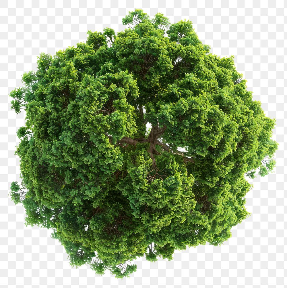 PNG Top view tree vegetation | Premium PNG - rawpixel