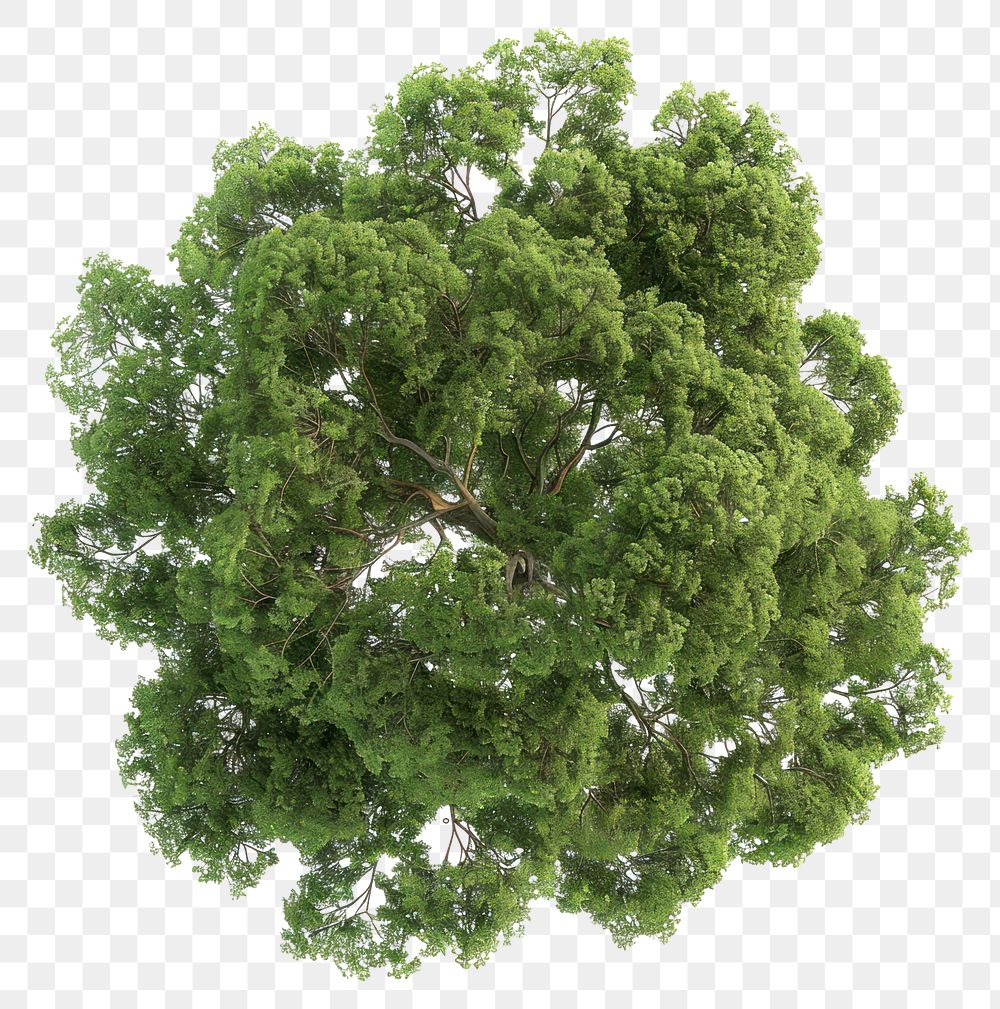 PNG Top view ash tree | Premium PNG - rawpixel
