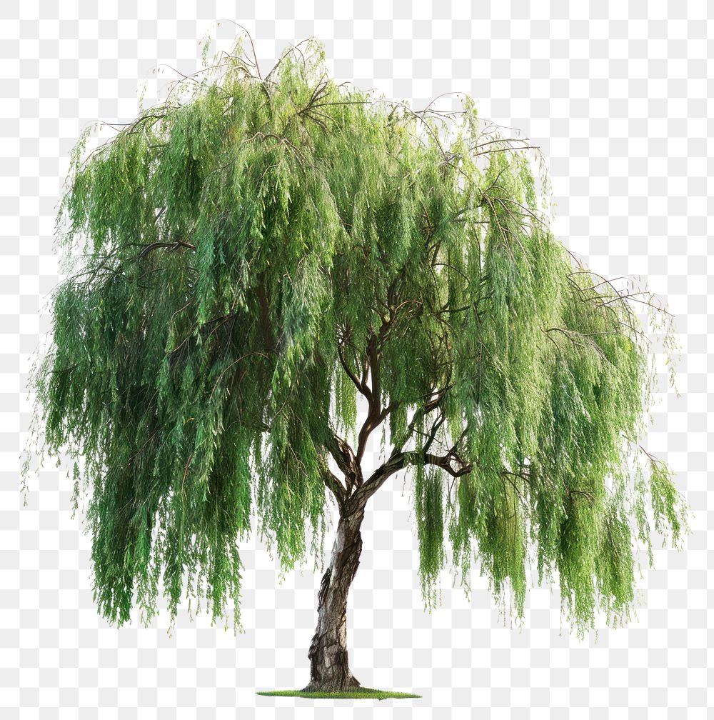 PNG Weeping willow tree plant. | Free PNG - rawpixel
