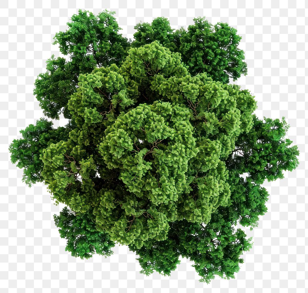 PNG Top view tree vegetation | Premium PNG - rawpixel
