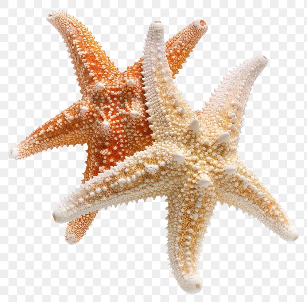PNG Two colorful starfish isolated | Free PNG - rawpixel
