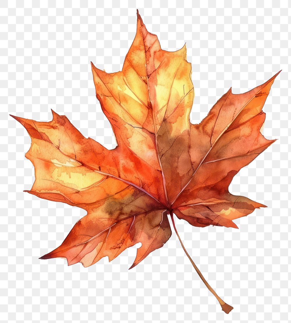Vibrant autumn maple leaf illustration | Premium PNG - rawpixel