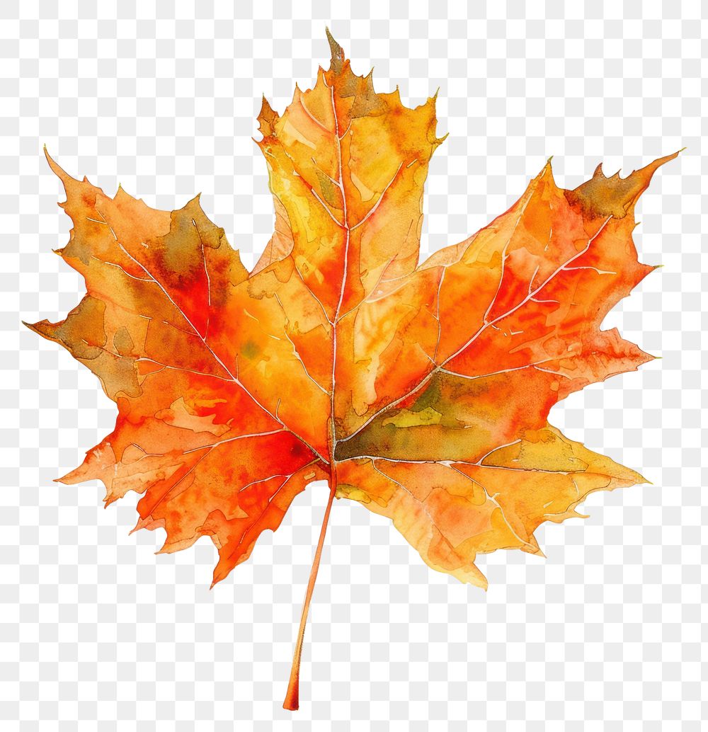 Vibrant autumn maple leaf illustration | Free PNG - rawpixel