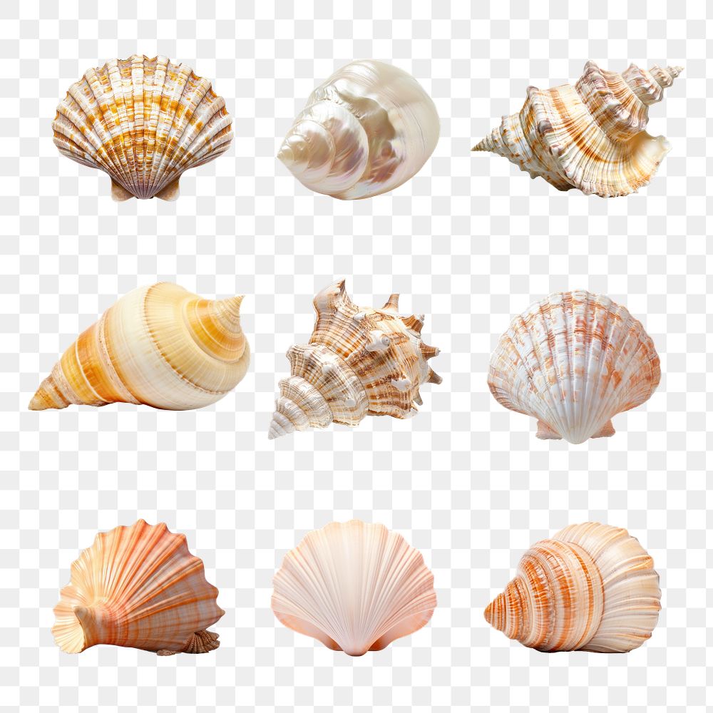 PNG Sea Shell Element, Transparent Background Images | Free Photos, PNG ...
