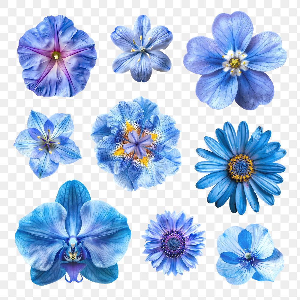 PNG blue flower element set, | Premium PNG - rawpixel
