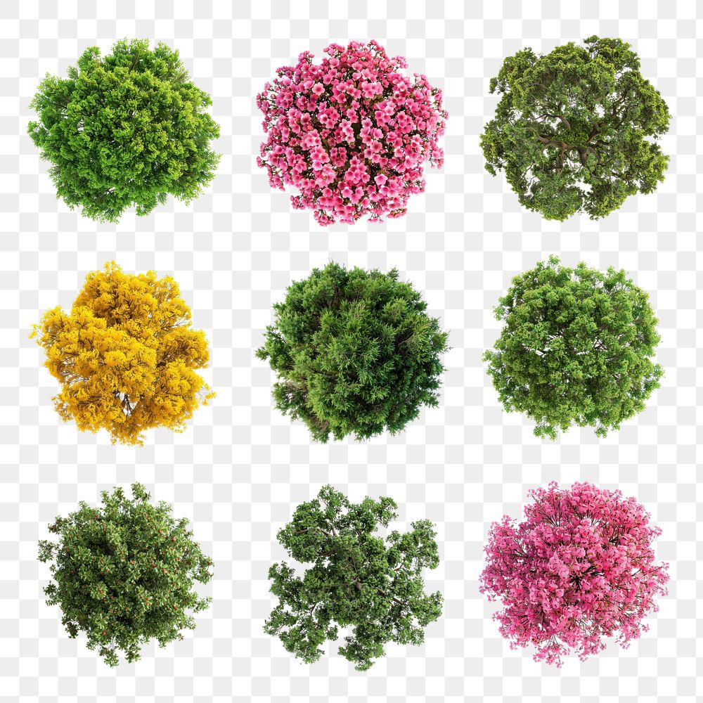 PNG tree top view, transparent | Free PNG - rawpixel