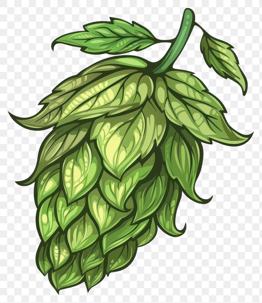 PNG Green botanical hop illustration | Free PNG - rawpixel