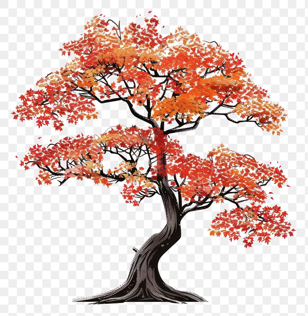 PNG Japanese autumn tree color | Free PNG - rawpixel