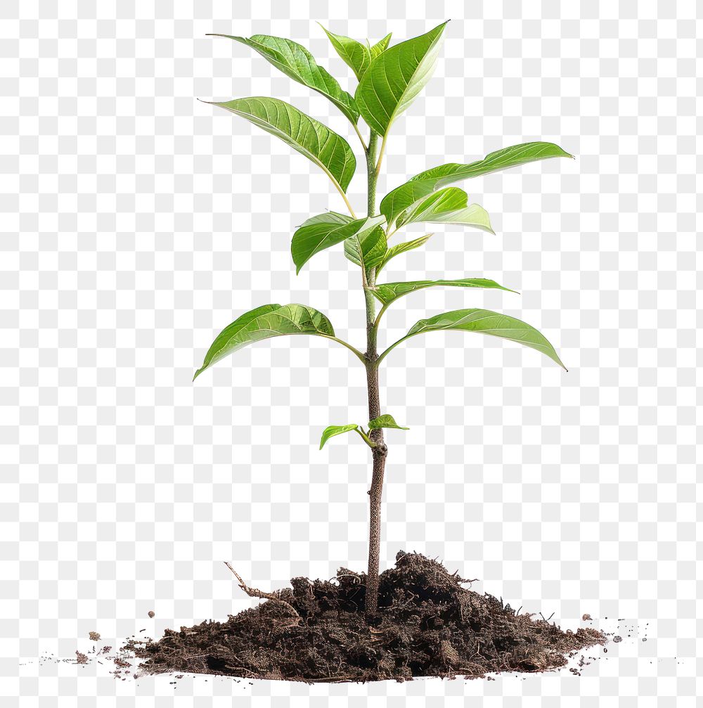 PNG Young plant fertile soil | Free PNG - rawpixel