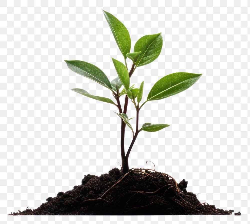 PNG Sapling sprout herbal plant | Free PNG - rawpixel