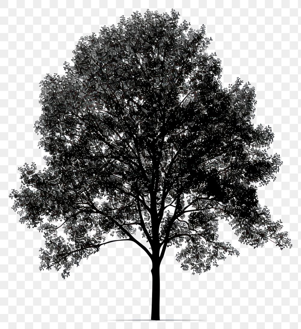 PNG silhouette tree nature isolated | Premium PNG - rawpixel