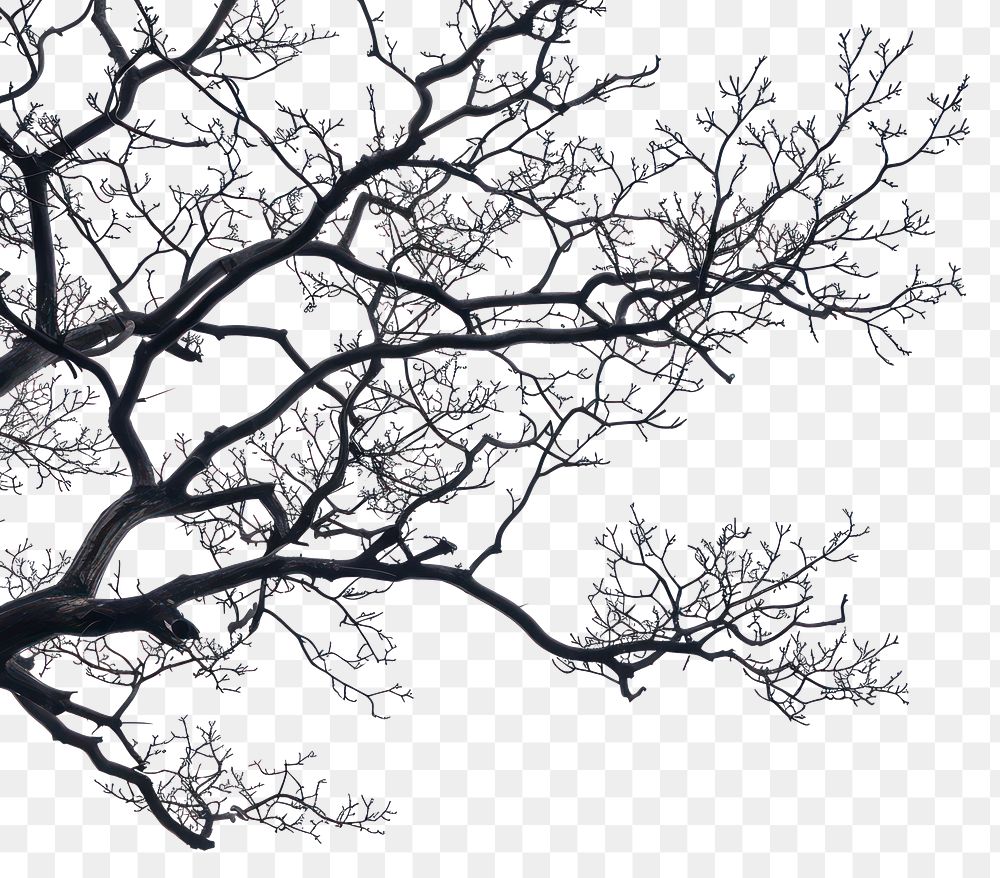Tree Branch Silhouette Images | Free Photos, PNG Stickers, Wallpapers ...