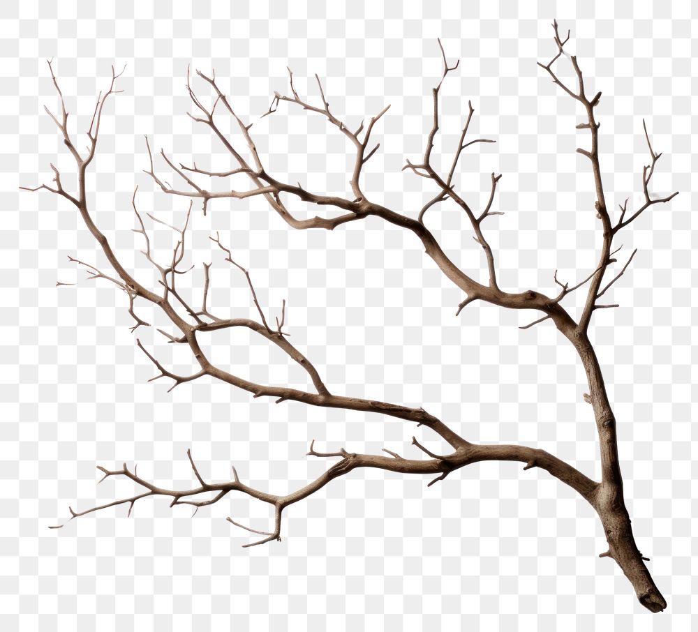 PNG Minimalist dry tree branch | Premium PNG - rawpixel