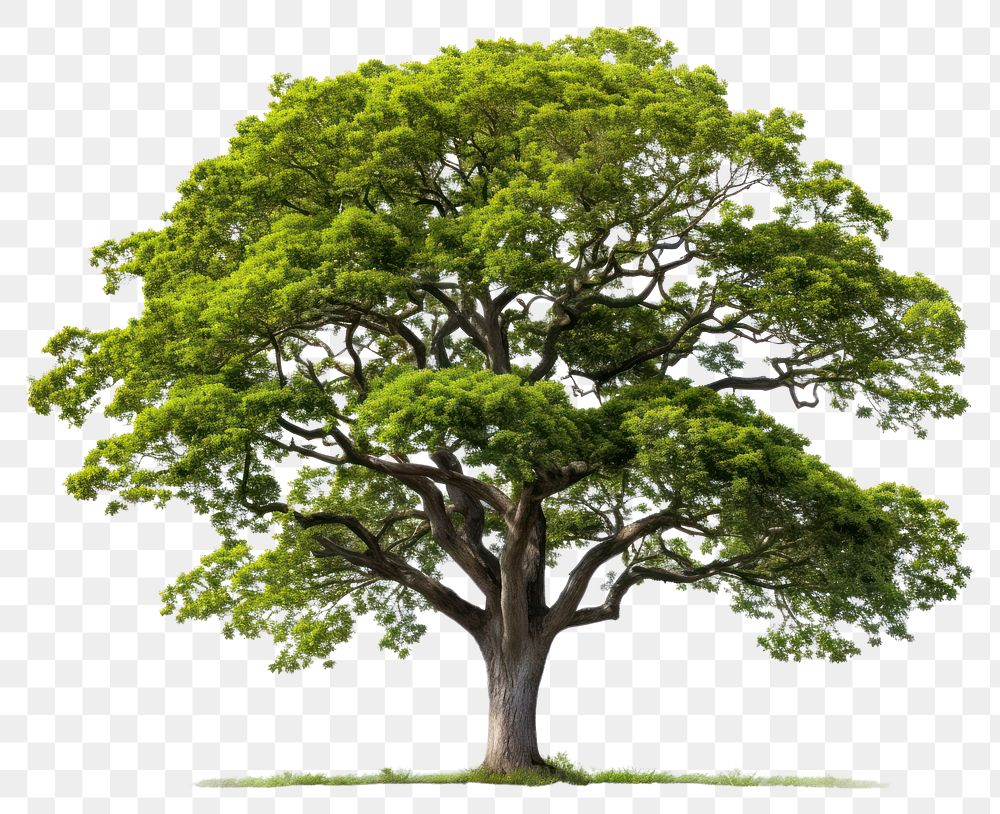 PNG tree sycamore plant oak. | Free PNG - rawpixel