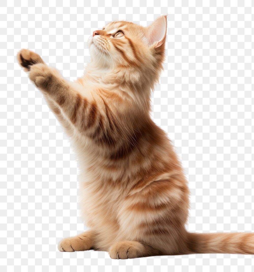 PNG Playful kitten reaching up | Free PNG - rawpixel