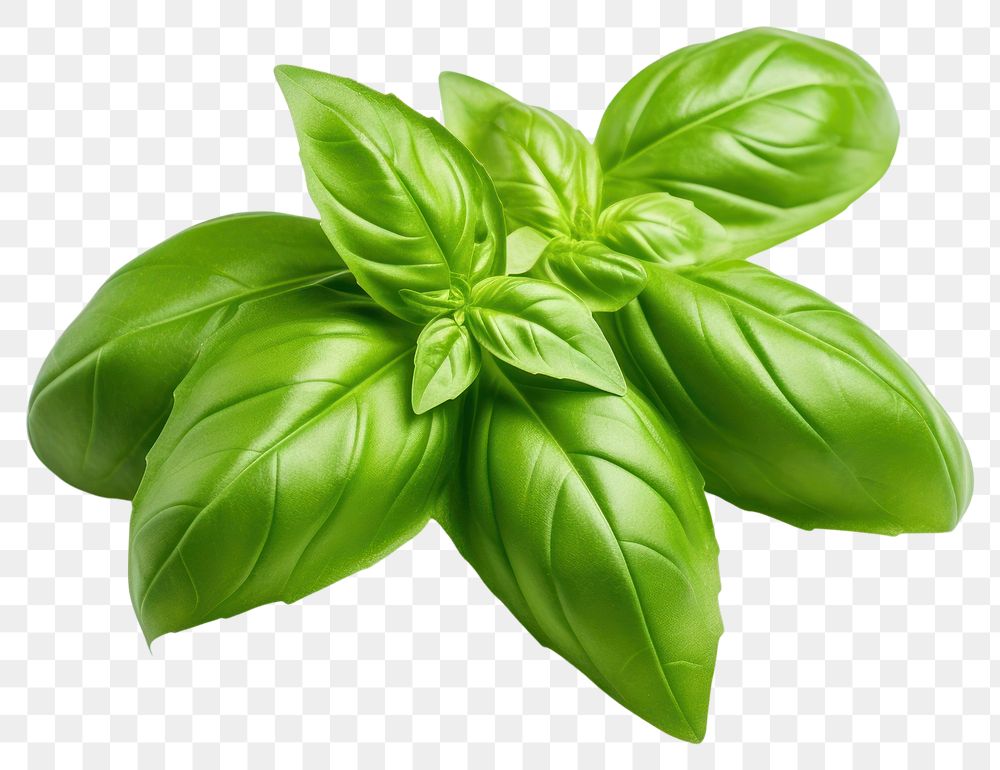 PNG Fresh green basil leaves | Free PNG - rawpixel