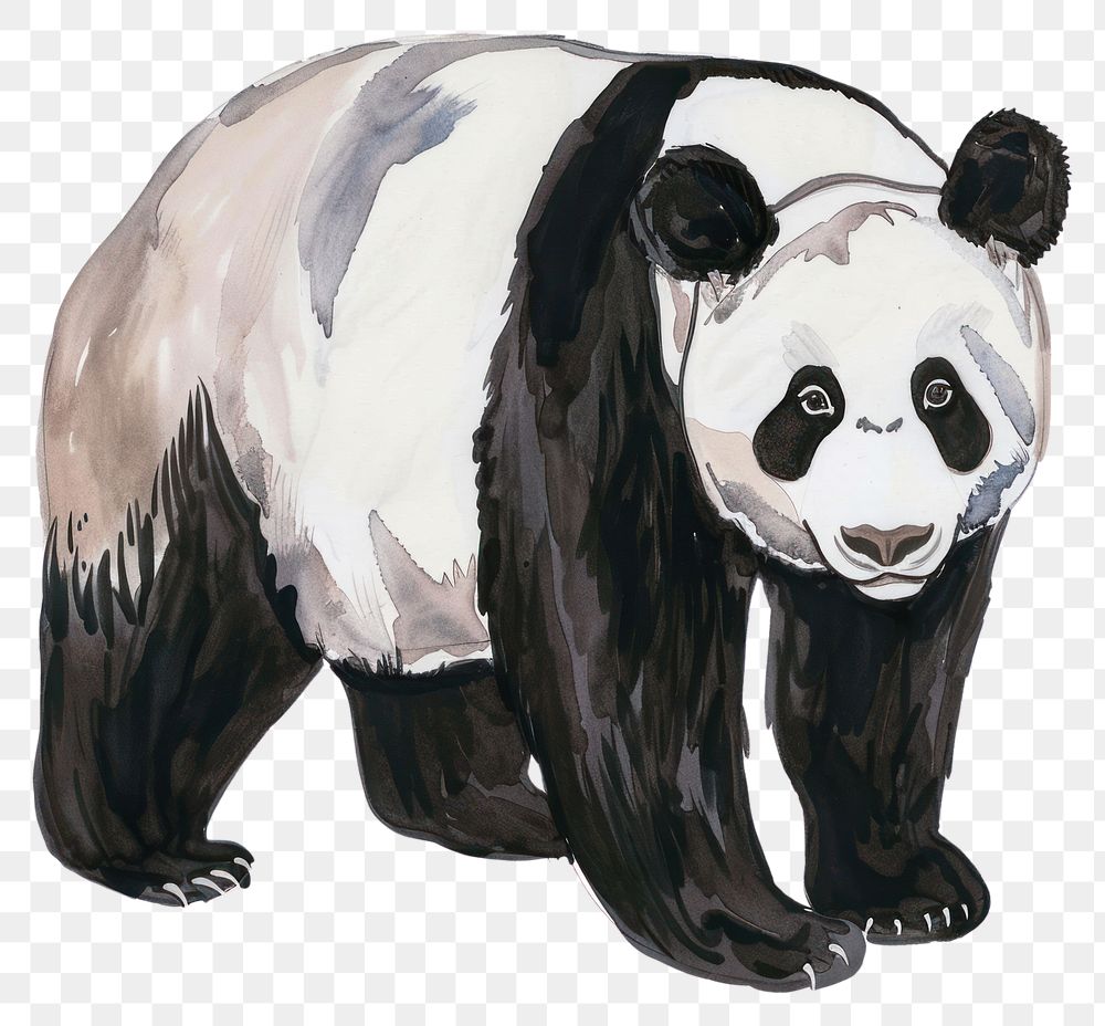Hand-painted panda bear illustration | Free PNG - rawpixel