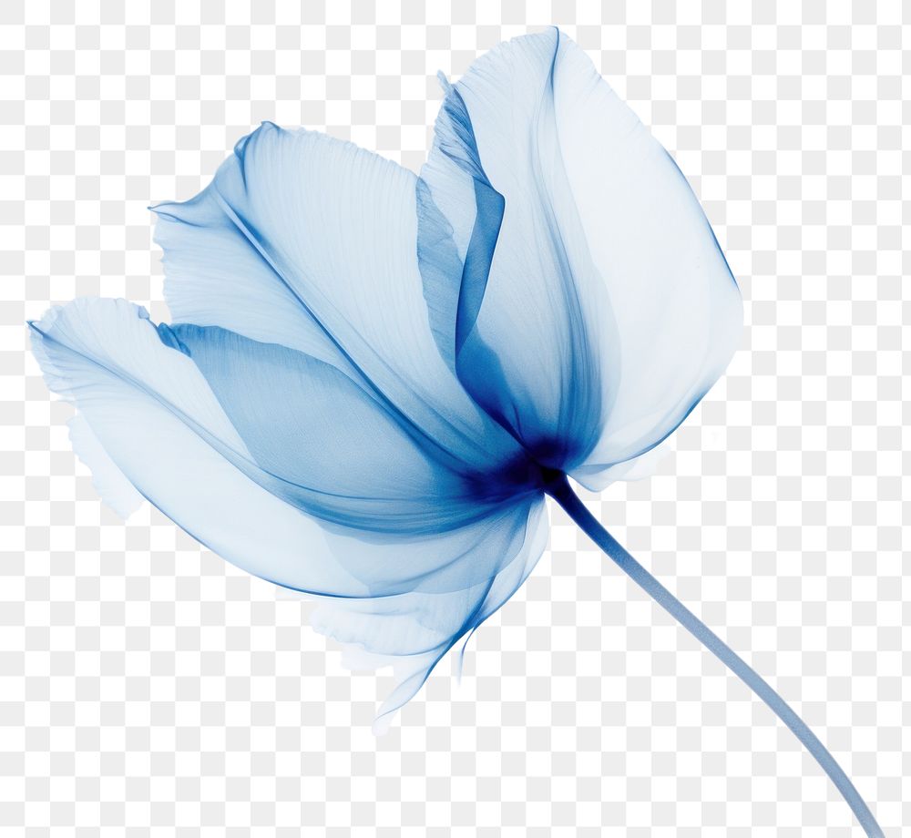 PNG Delicate blue translucent flower | Free PNG - rawpixel