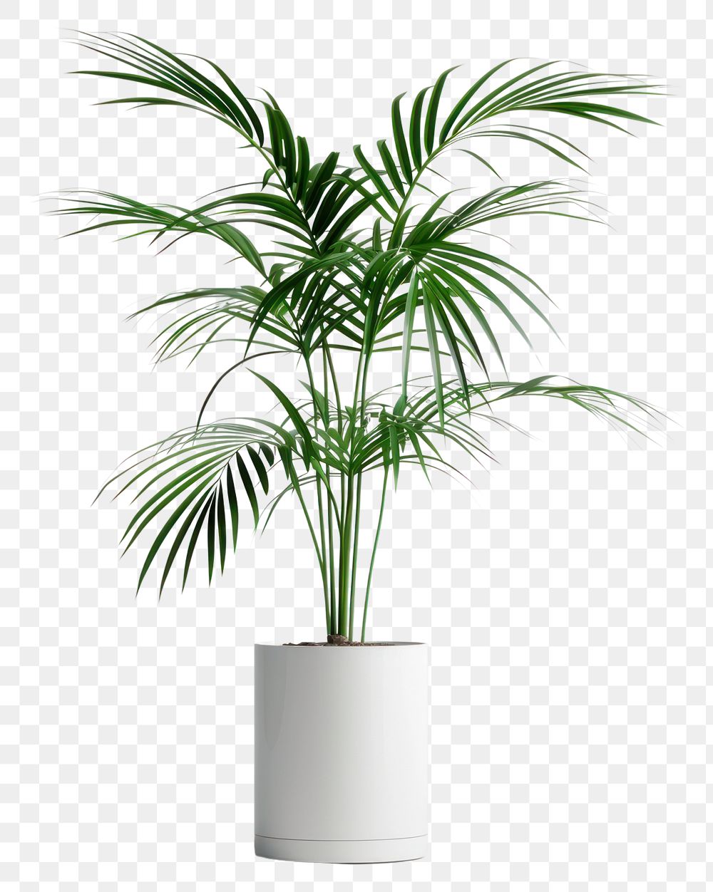 PNG Kentia palm plant arecaceae | Free PNG - rawpixel