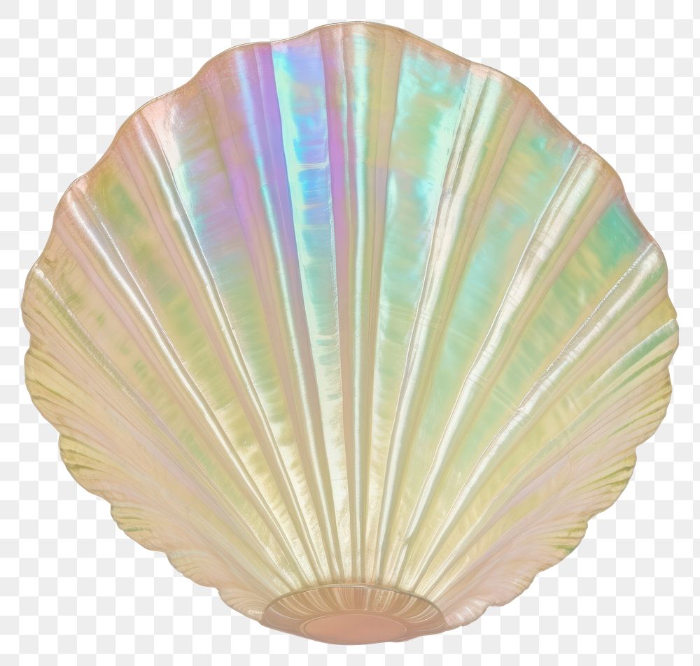 PNG Iridescent seashell wall decor | Free PNG - rawpixel