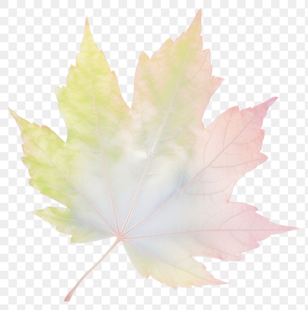 PNG Delicate pastel autumn leaf | Free PNG - rawpixel