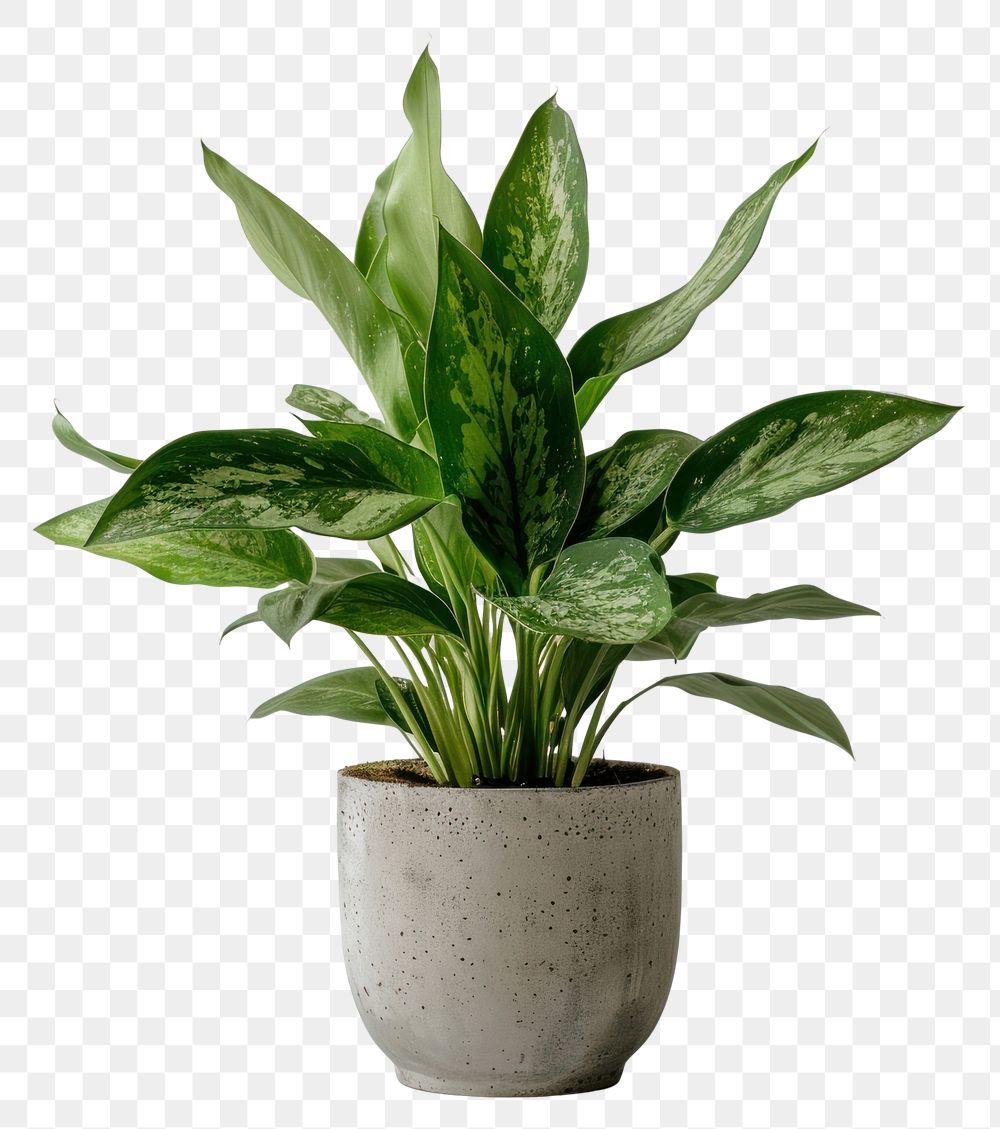 PNG Elegant indoor potted green | Free PNG - rawpixel