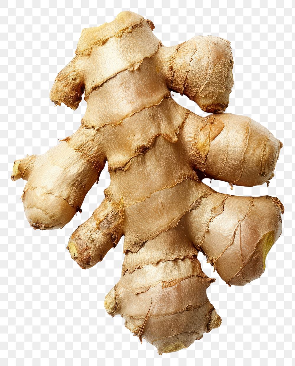PNG Ginger ginger person plant. | Free PNG - rawpixel
