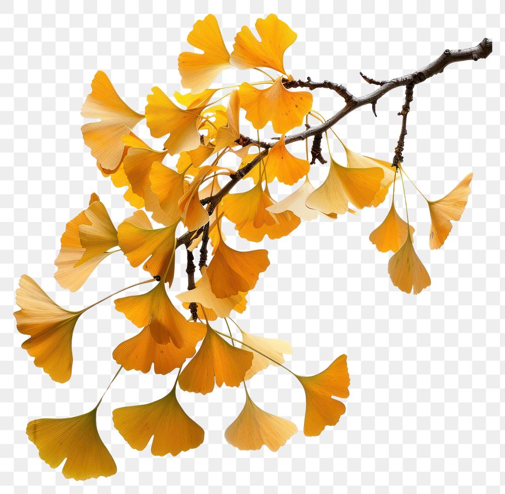 Golden ginkgo leaves branch | Free PNG - rawpixel
