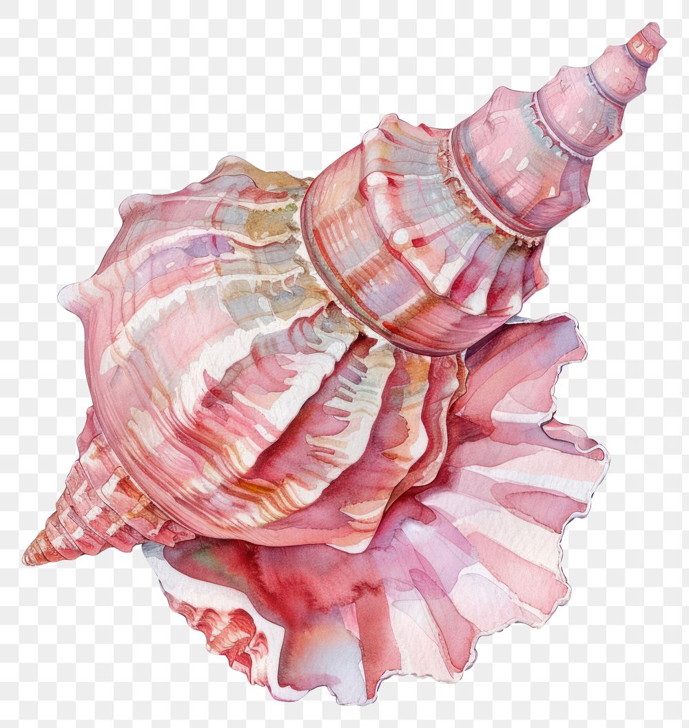 PNG Pink sea shell invertebrate | Free PNG - rawpixel