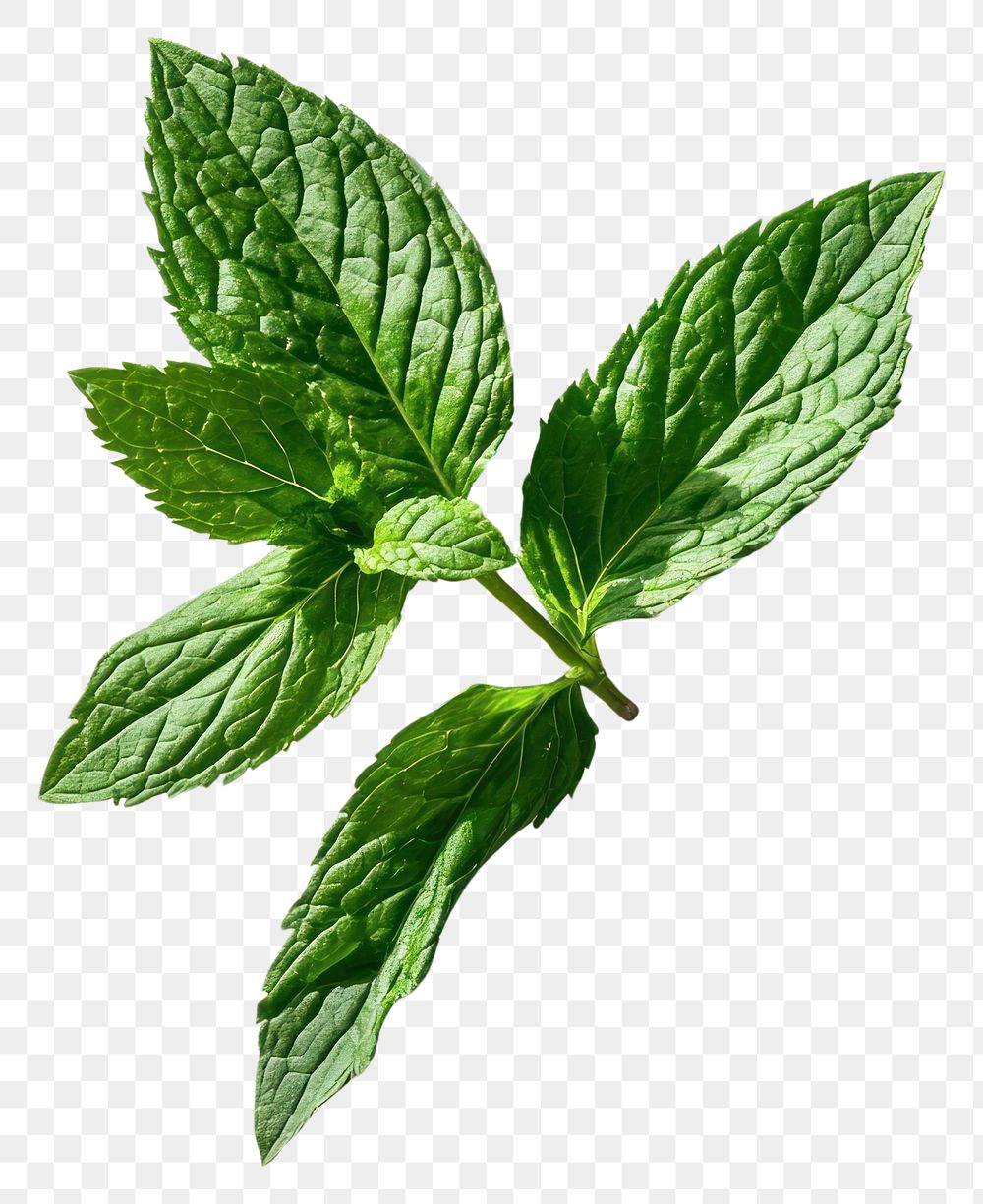 PNG Fresh mint leaves white | Free PNG - rawpixel