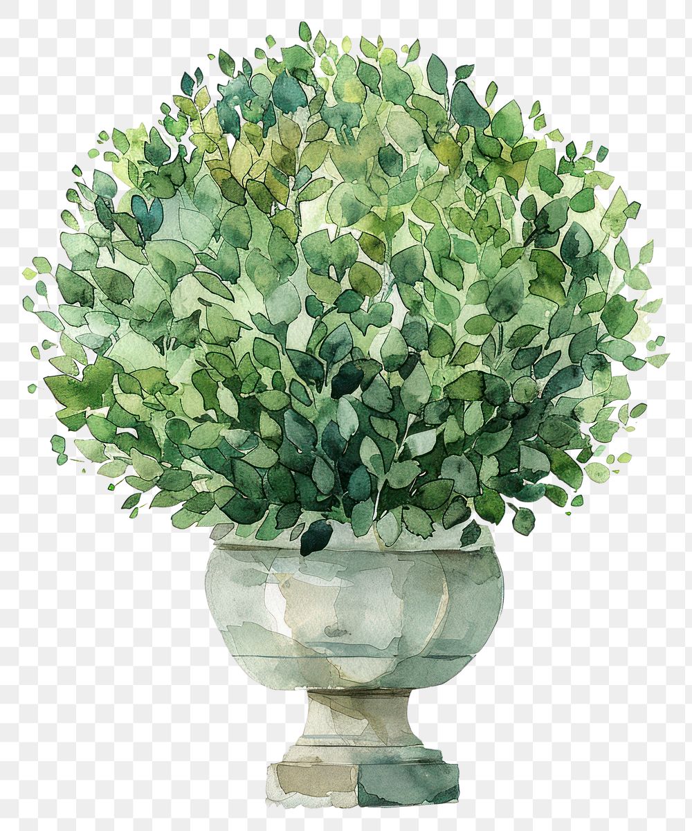 PNG Watercolor topiary elegant urn | Free PNG - rawpixel