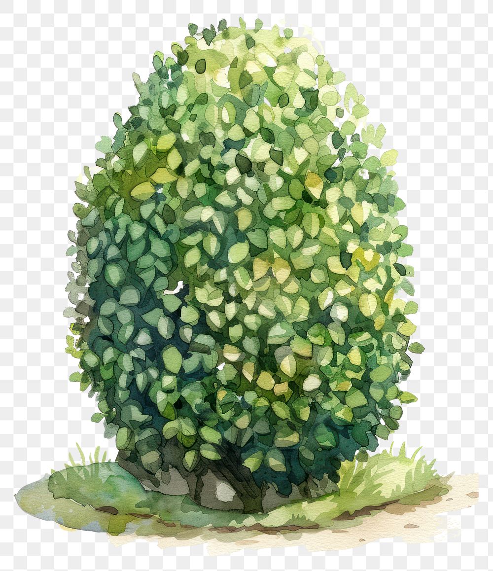 PNG Lush watercolor bush illustration | Free PNG - rawpixel