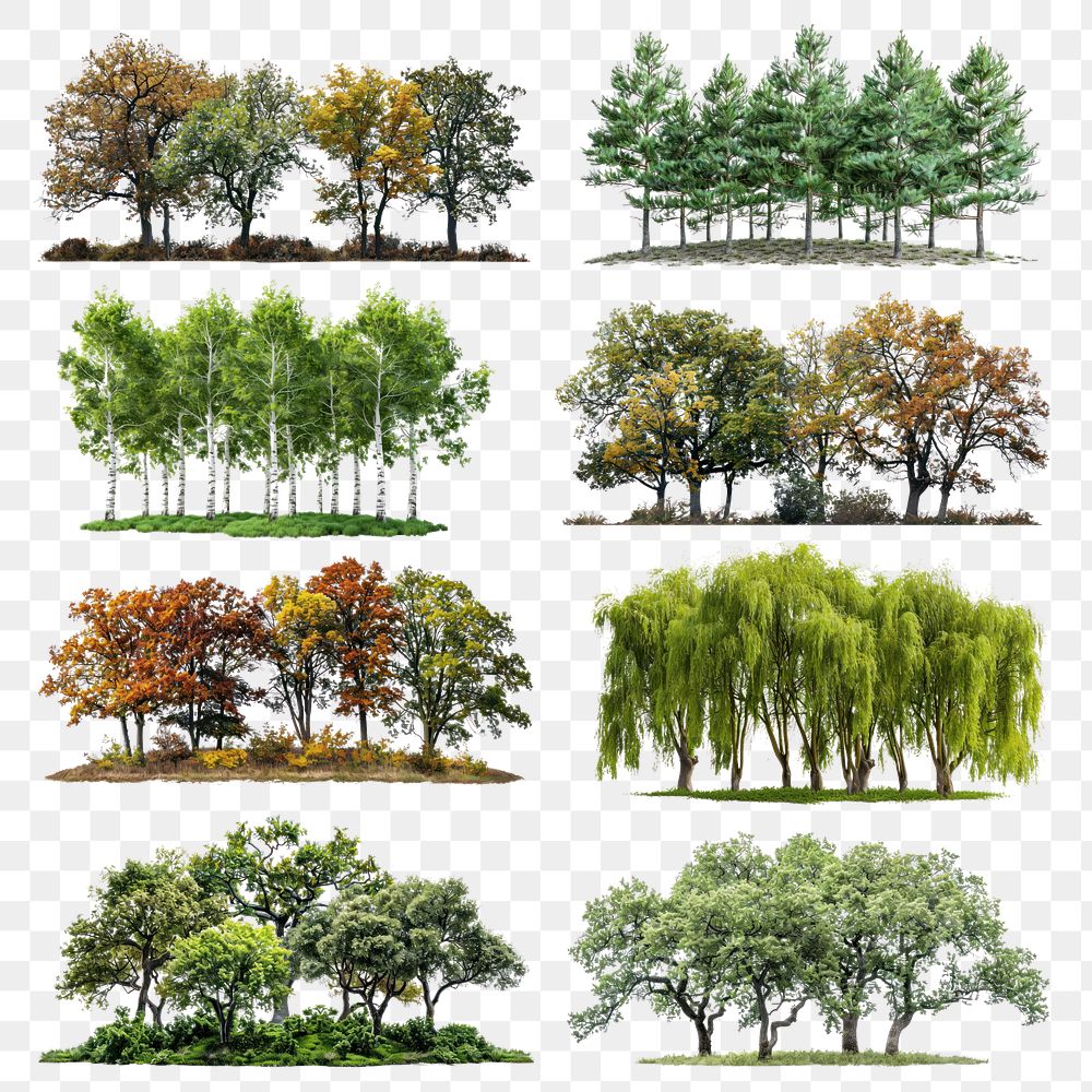 PNG Group trees element set, | Premium PNG - rawpixel
