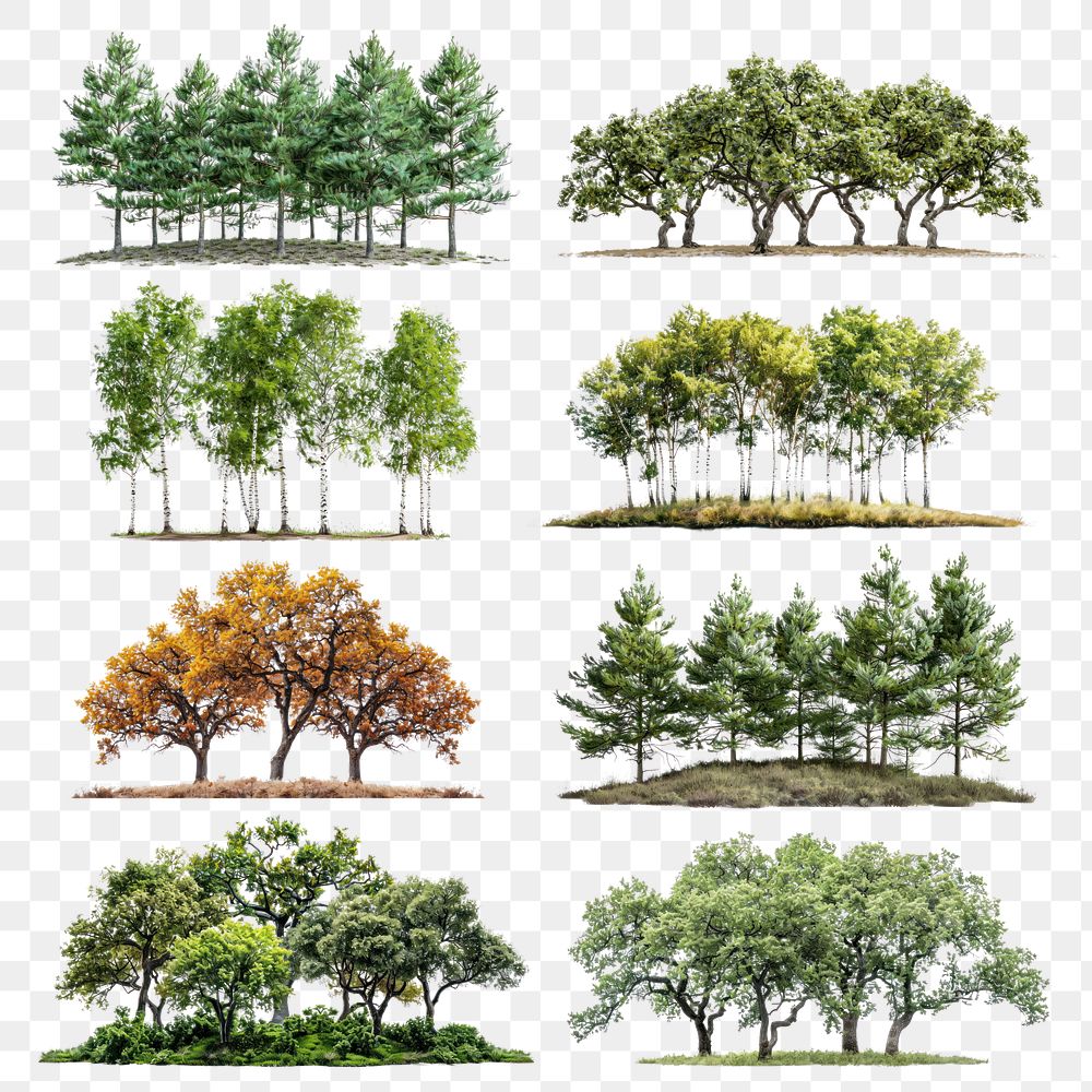 PNG Group trees element set, | Premium PNG - rawpixel
