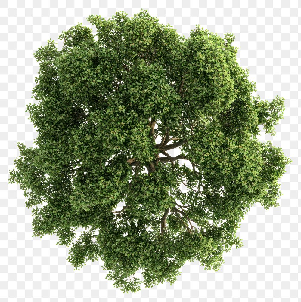 PNG Lush green tree top | Premium PNG - rawpixel