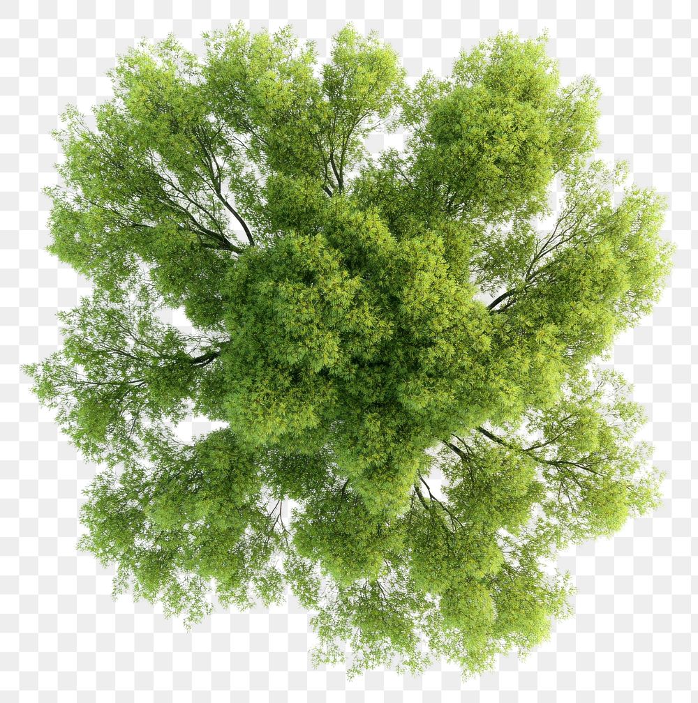 PNG Lush green tree aerial | Free PNG - rawpixel