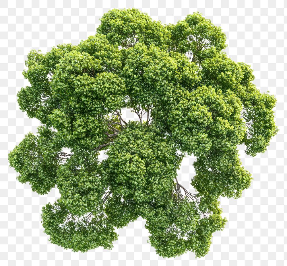PNG Lush green tree top | Free PNG - rawpixel