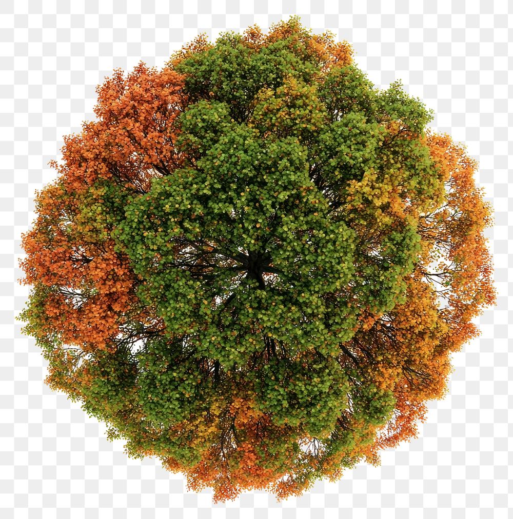 PNG Colorful tree top view | Free PNG - rawpixel