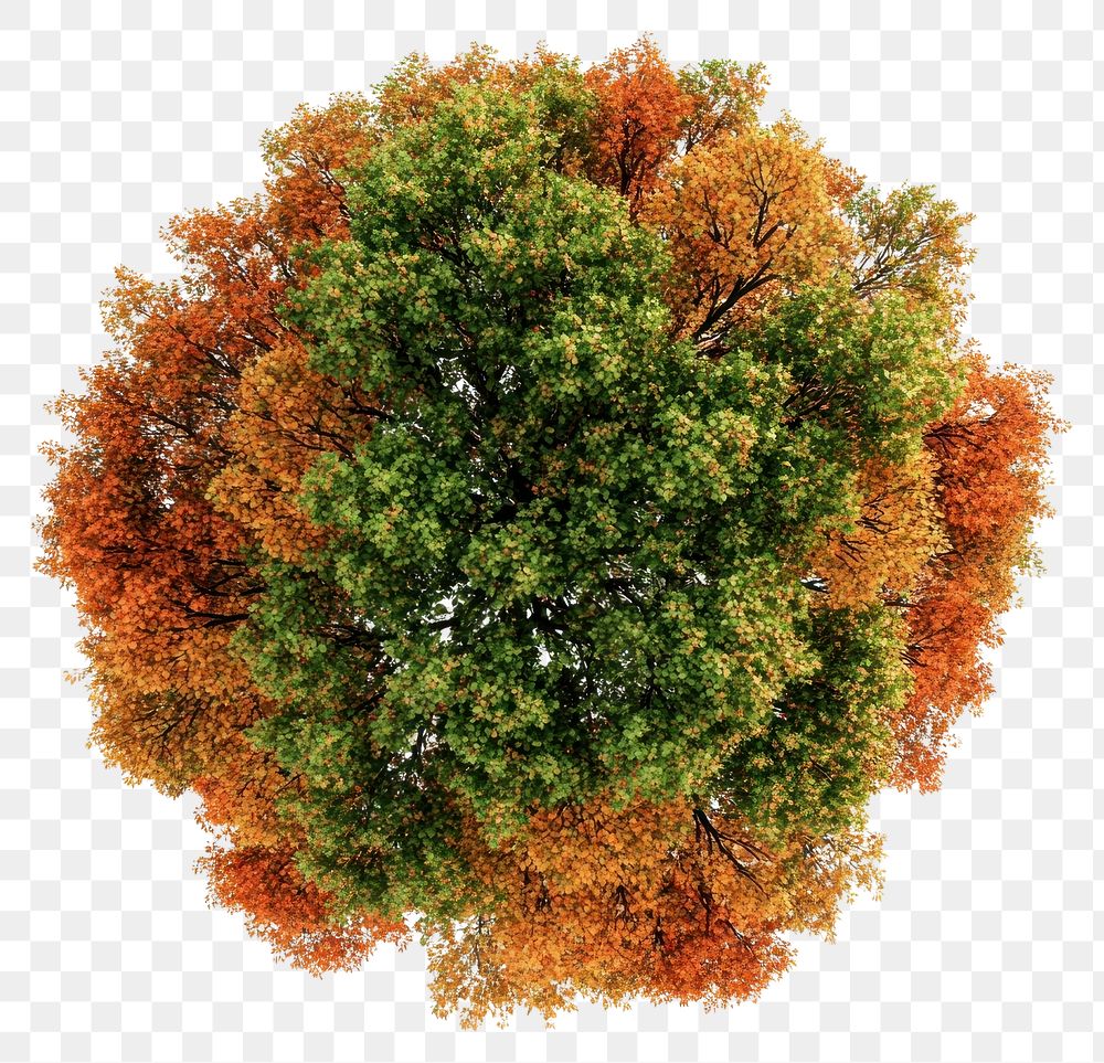 PNG Vibrant autumn tree foliage | Premium PNG - rawpixel