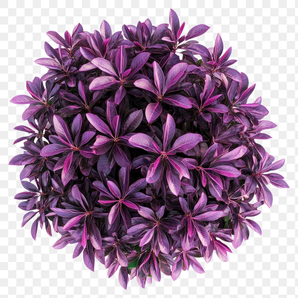 PNG Vibrant purple foliage plant | Free PNG - rawpixel