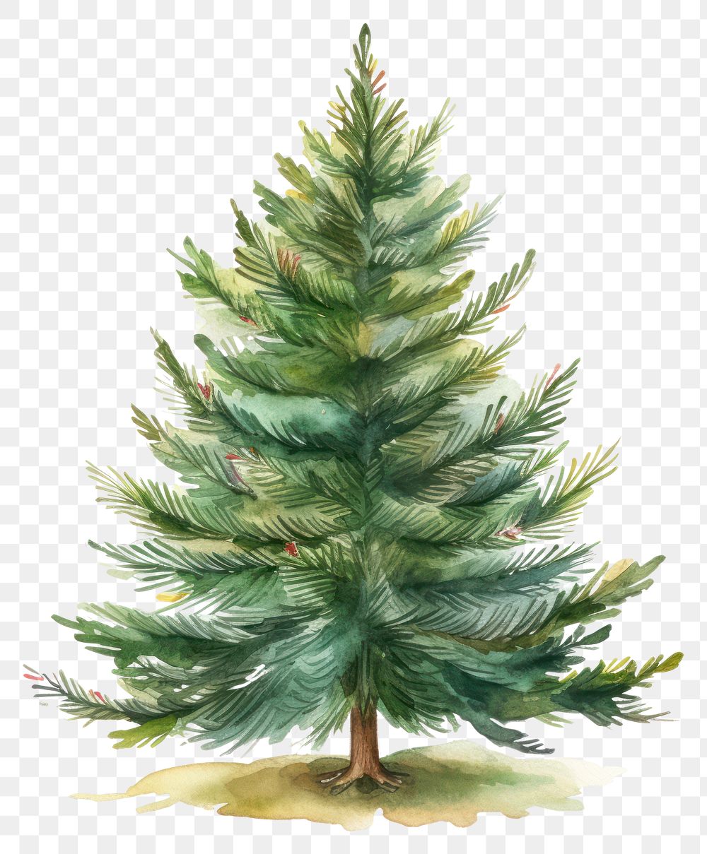 PNG Watercolor evergreen tree illustration | Free PNG - rawpixel