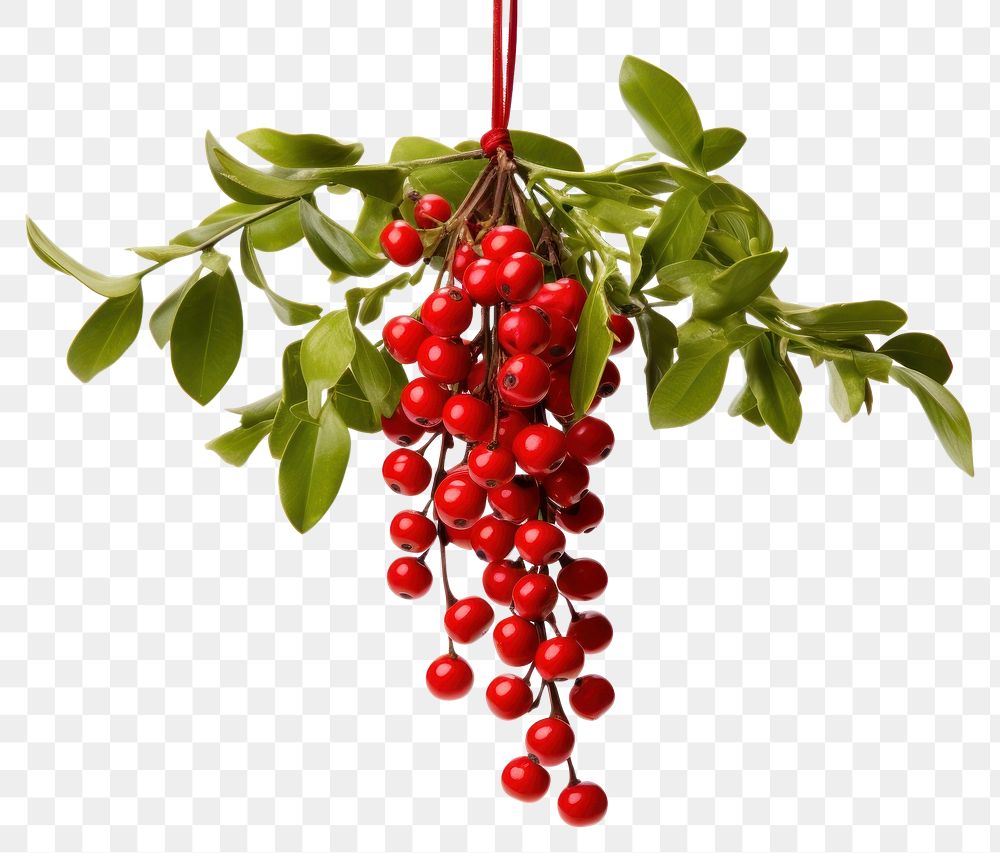 Plant hanging cherry fruit. | Free PNG - rawpixel