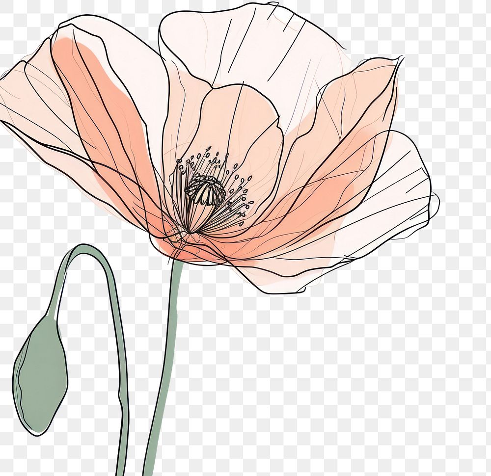 PNG Continuous line drawing poppy | Free PNG - rawpixel