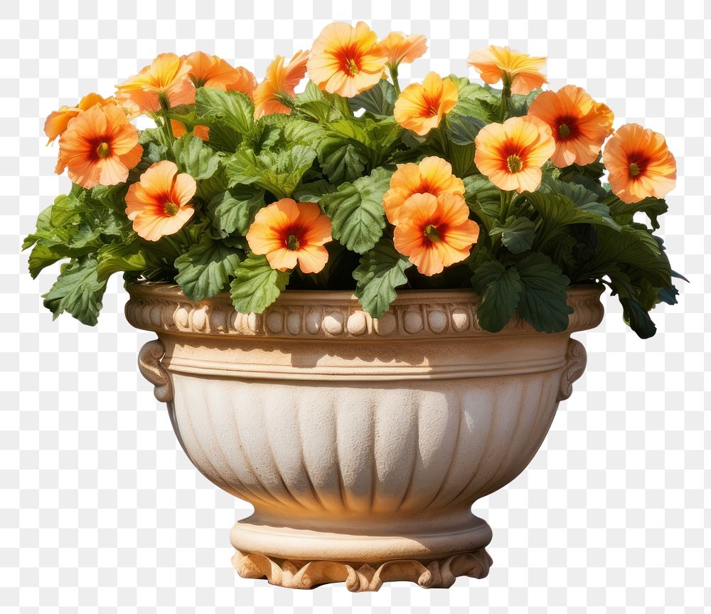 PNG Palace flower plant vase. | Premium PNG - rawpixel